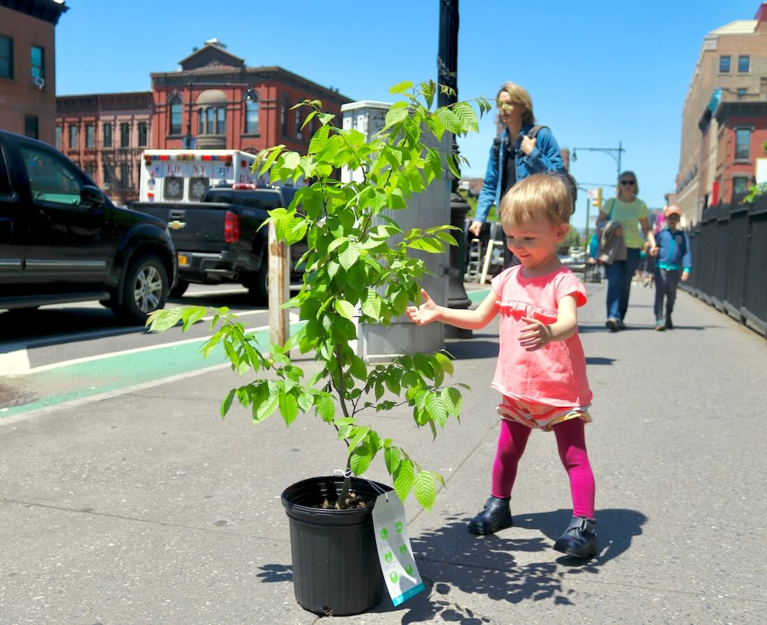 Tree Giveaway: New York Public Library—Westchester Square - New York ...