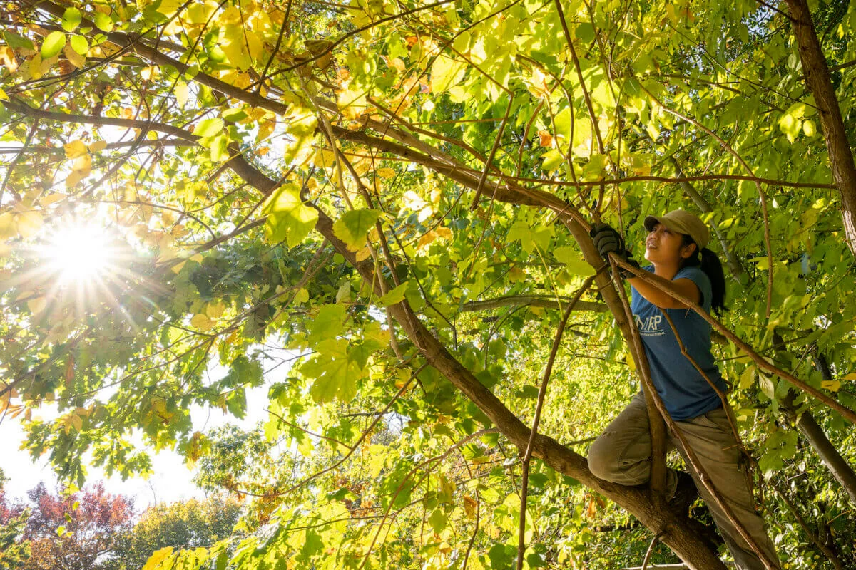 Volunteer: Highbridge Forest Crew - New York Restoration Project