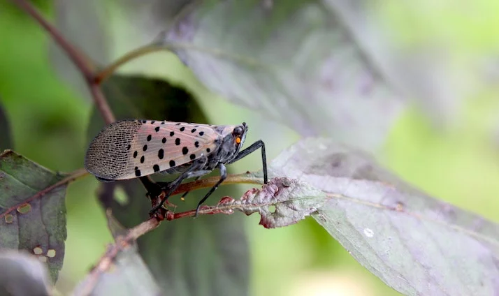 How to Treat a Spotted Lanternfly Infestation - New York Restoration ...