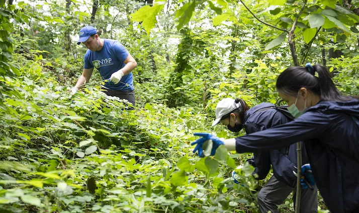 Why We Spend 230 Days a Year Removing Invasive Species By Hand - New ...