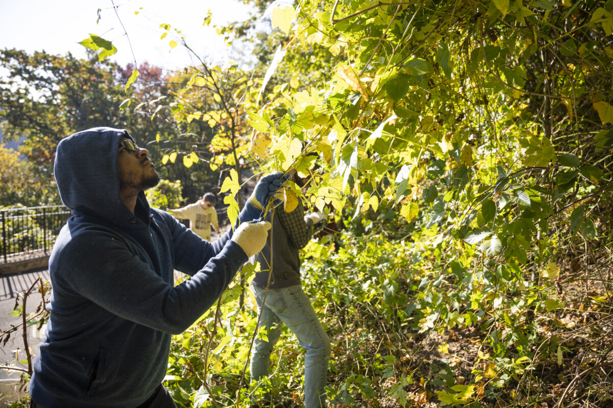 Why We Spend 230 Days a Year Removing Invasive Species By Hand - New ...