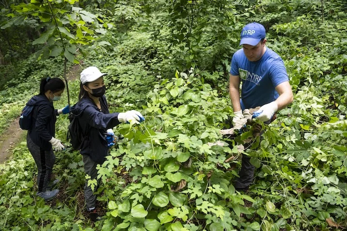 Annual Report 2023: Restoring Parkland - New York Restoration Project