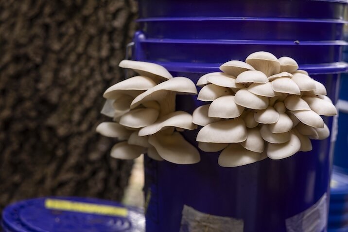 Urban Agriculture: Learn How to Grow Mushrooms in Buckets in Your ...