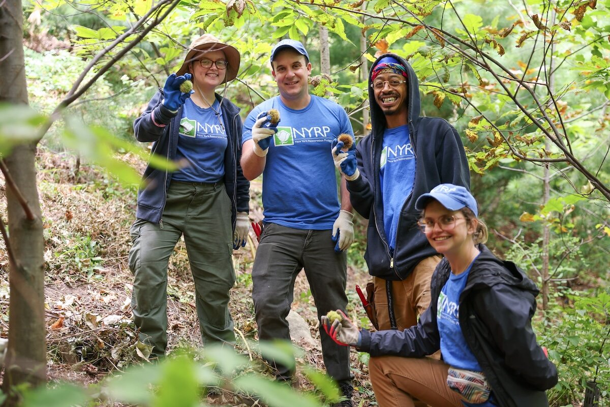 Summer of Food Forests: The Chestnut Grove in Highbridge Park - New ...