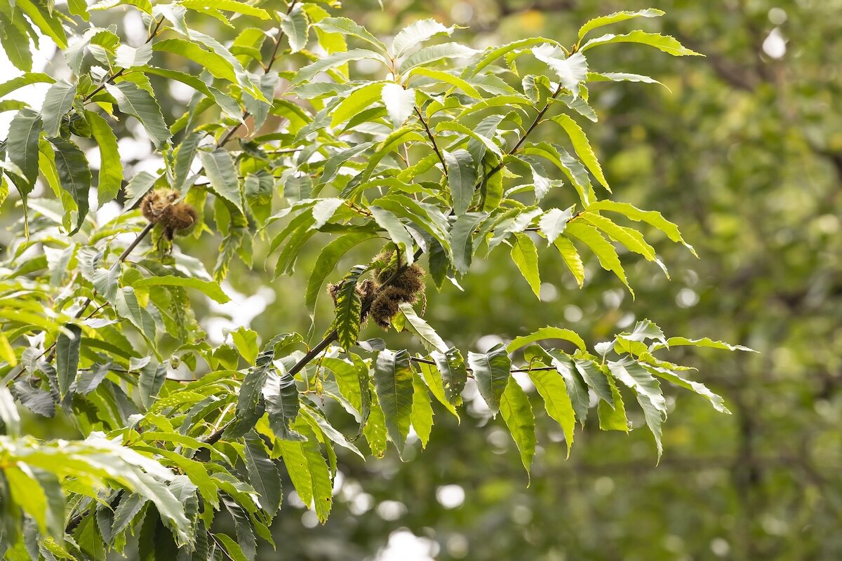 City of Forest Day 2025: Tour an American Chestnut Grove in Manhattan ...